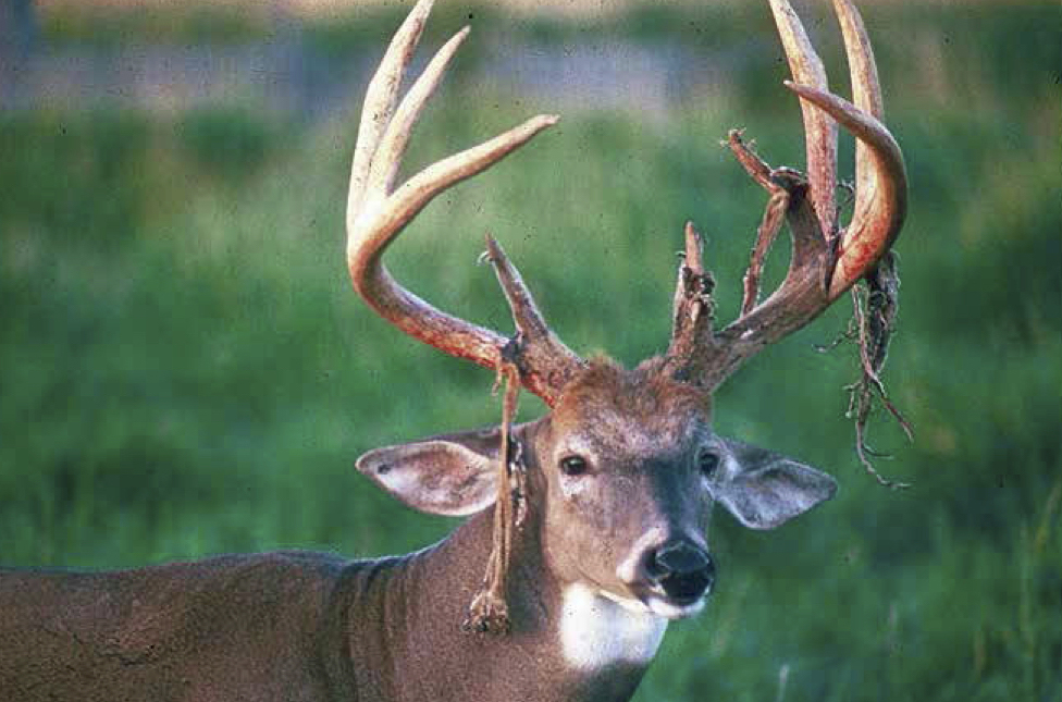 Animal Of Legend News Sports Jobs Williamsport Sun Gazette